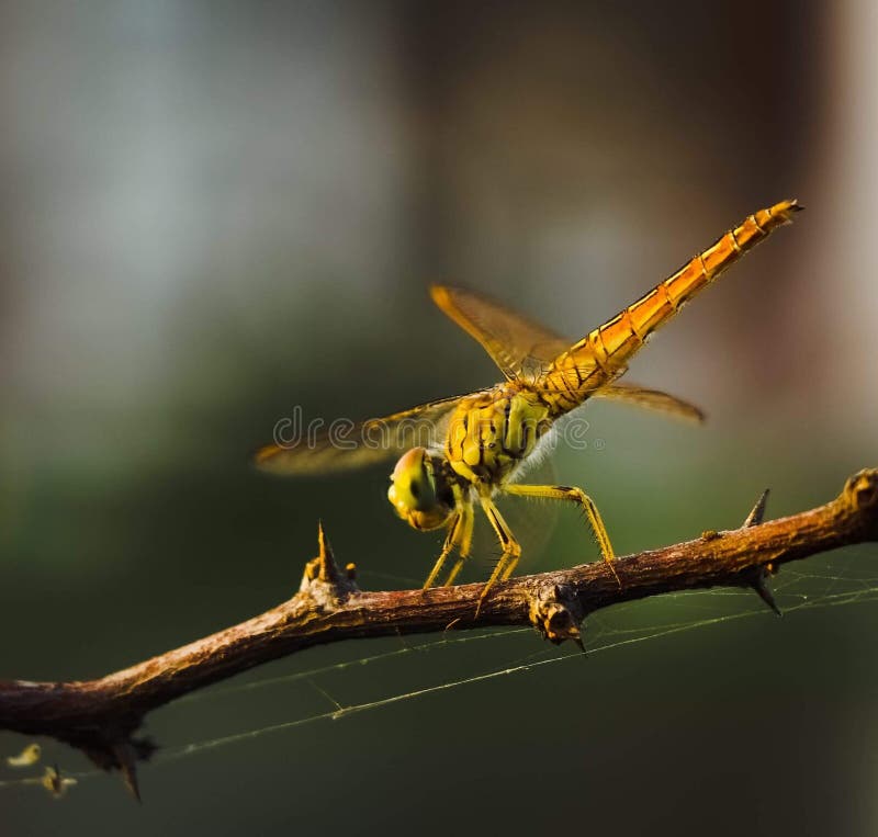 Natural scenario stock image. Image of scenario, world - 121499421