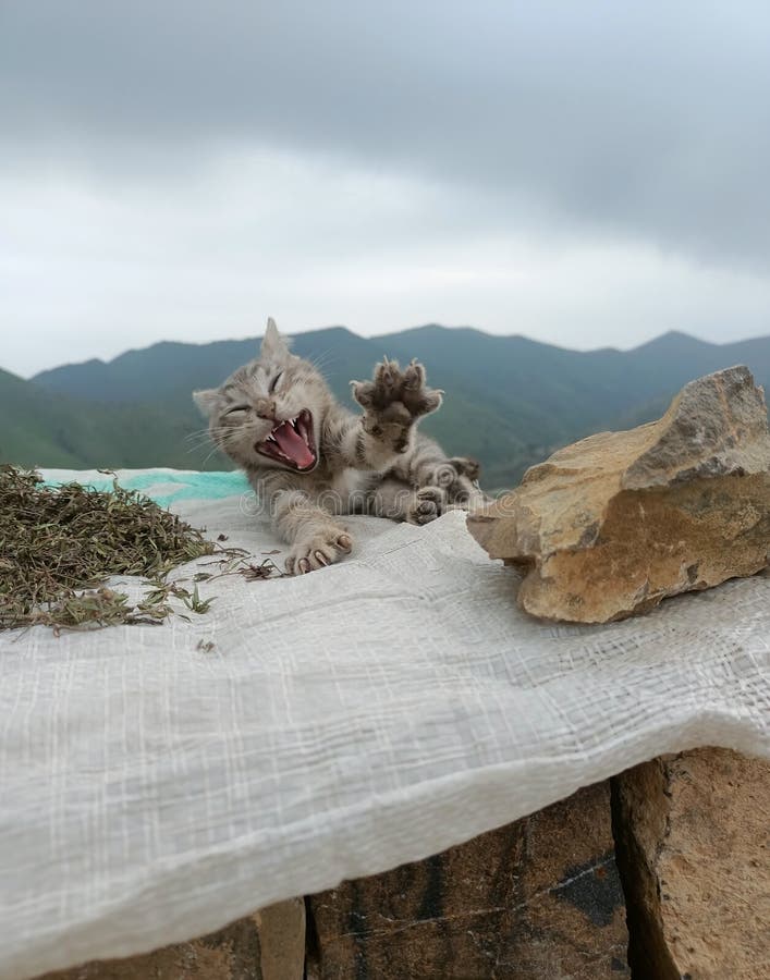 Natural scene of cat stock photo. Image of snow, geology - 300436362