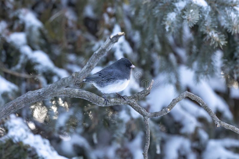 Dark Eyed Junco on Winter in Wisconsin Stock Photo - Image of louisiana ...