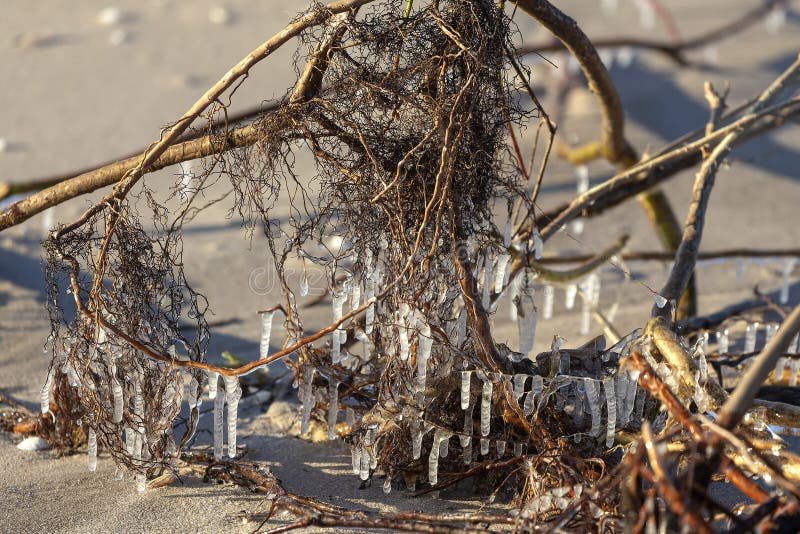 Winter on the Shore of Lake Michigan. Ice Covers the Branches and Forms ...