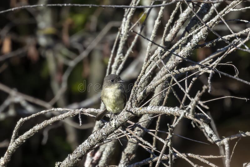 The Eastern Phoebe Perched on a Shrub in the Marsh. Stock Photo - Image ...