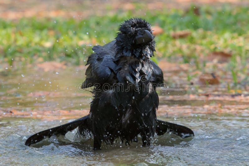 Natural Scene of Crow Bathing in Feild Stock Photo - Image of dark ...