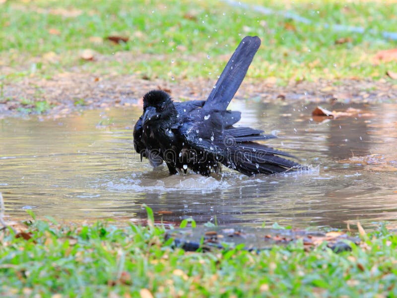 342 Wet Crow Photos - Free & Royalty-Free Stock Photos from Dreamstime