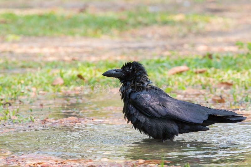 Natural Scene of Crow Bathing in Field Use for Natural Wildlife Stock ...