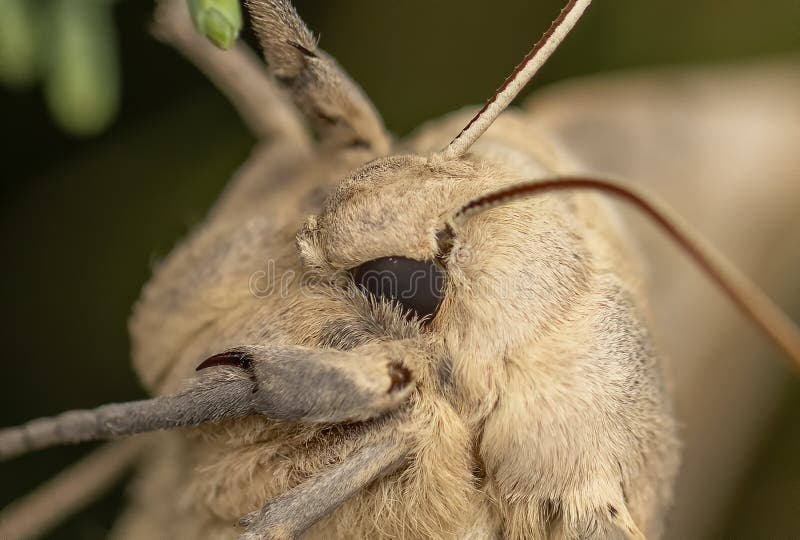 Big Poplar Sphinx Pachysphinx Occidentalis is Large and Quick Moth at ...