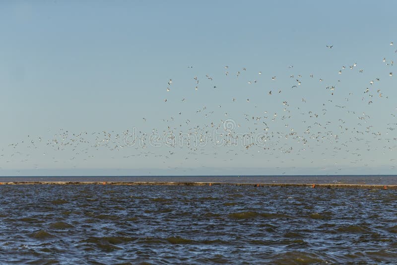 Flock of Gulls Flying Over the Lake Stock Image - Image of coast, group ...