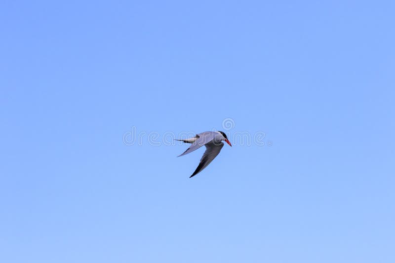 Common Tern Sterna Hirundo in Flight Stock Photo - Image of natural ...