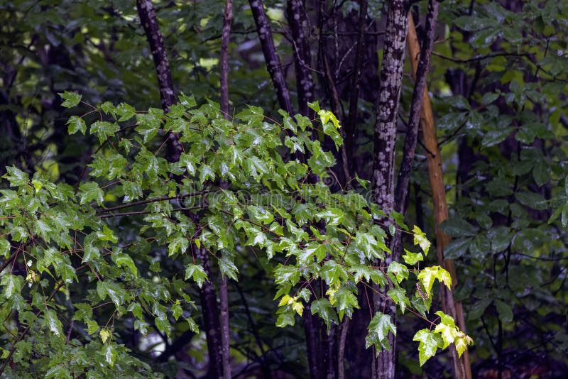Maple Leaves on the Edge of the Forest during the Rain Stock Photo ...