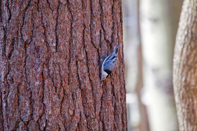 The White-breasted Nuthatch (Sitta Carolinensis) Stock Photo - Image of ...