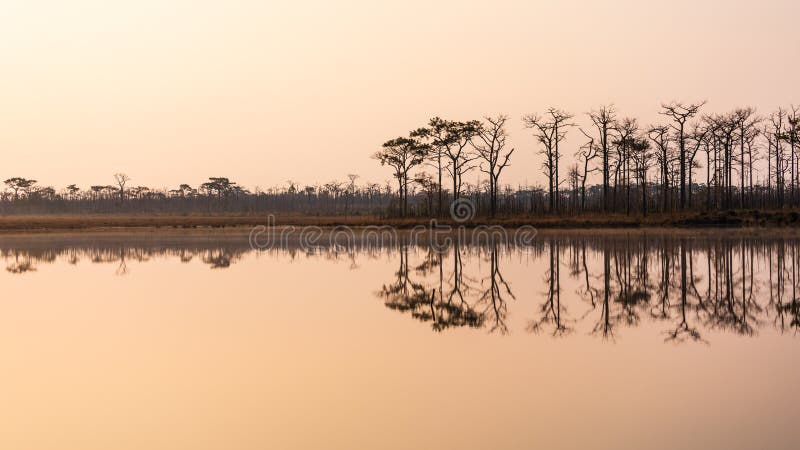 Natural Scene of Pine Woods Reflecting on Flat Water Surface Stock ...