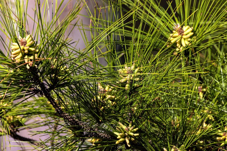 The Flowering Eastern White Pine Stock Photo - Image of flora, natural ...