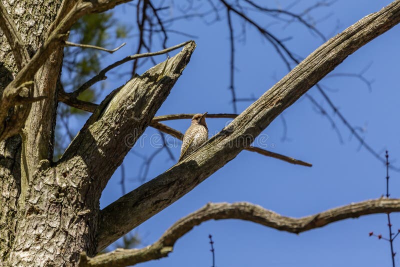 Bird. the Northern Flicker in Spring. Natural Scene from State Park of ...