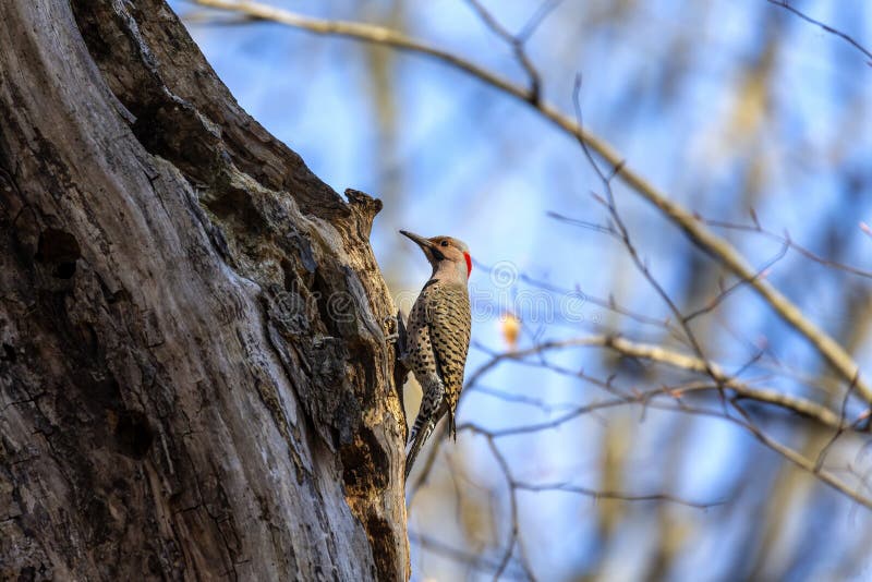 Bird. the Northern Flicker in Spring. Natural Scene from State Park of ...