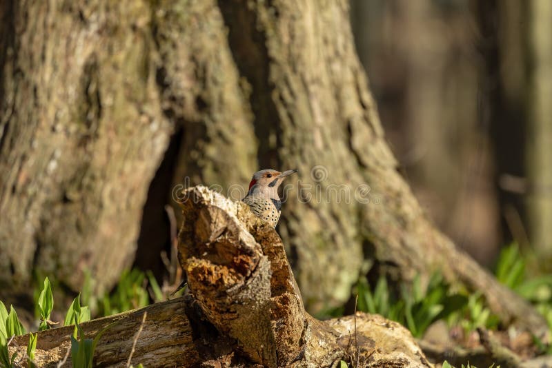Bird. the Northern Flicker in Spring. Natural Scene from State Park of ...