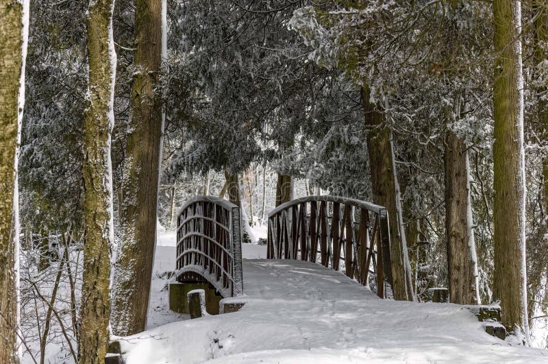 New Heavy Snow on the Park Branches of the Tree Covered in New Snow in ...