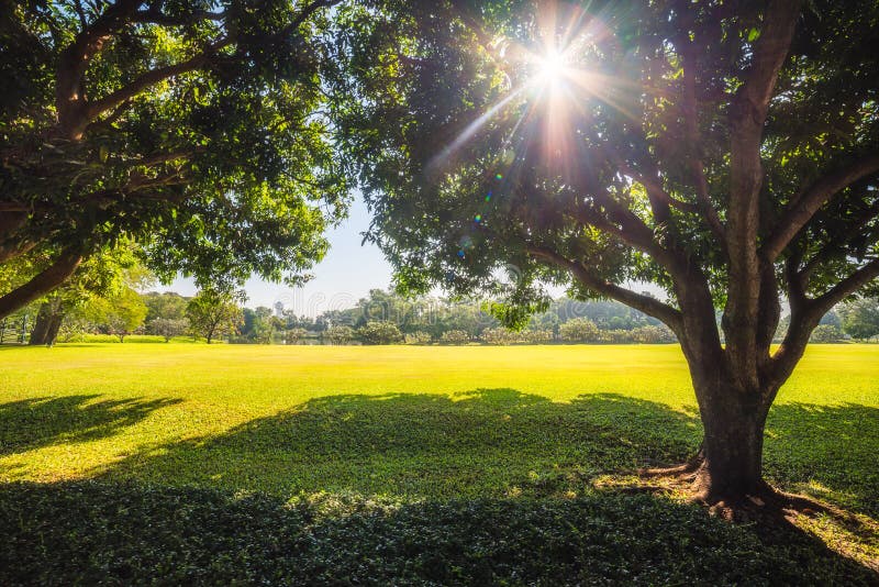 Natural Scene with Sun Shinigh through the Tree Stock Photo - Image of ...