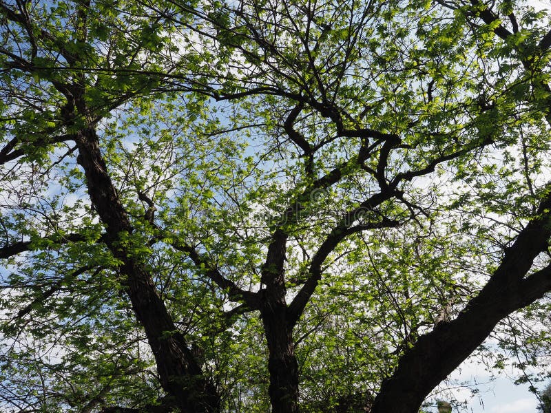 Natural Scene with Trees Background Stock Image - Image of plant, trees ...