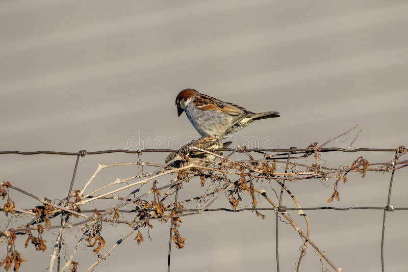 The House Sparrow during Mating Stock Image - Image of bird, house ...