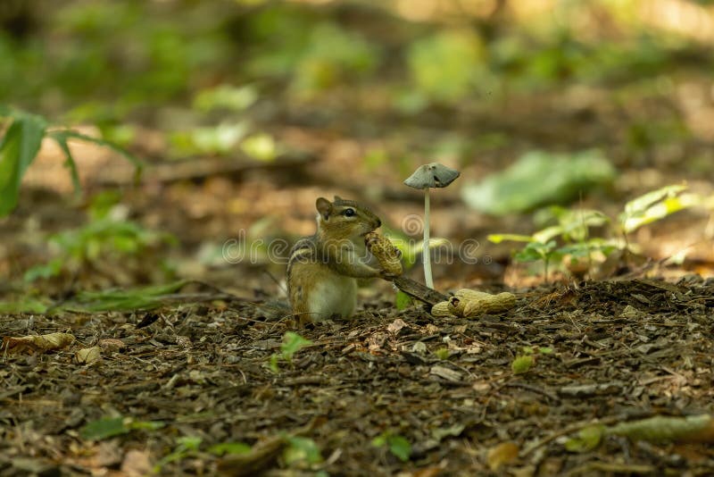 Eastern Chipmunk Eats Nuts in the Park Stock Photo - Image of food ...