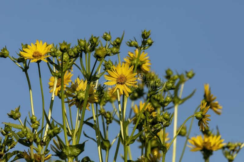 Native flower in Wisconsin stock photo. Image of blooming - 192980082