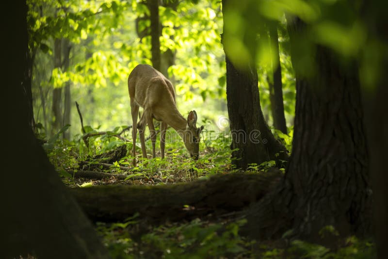 Deer. White-tailed Deer in the Spring Forest Stock Image - Image of ...