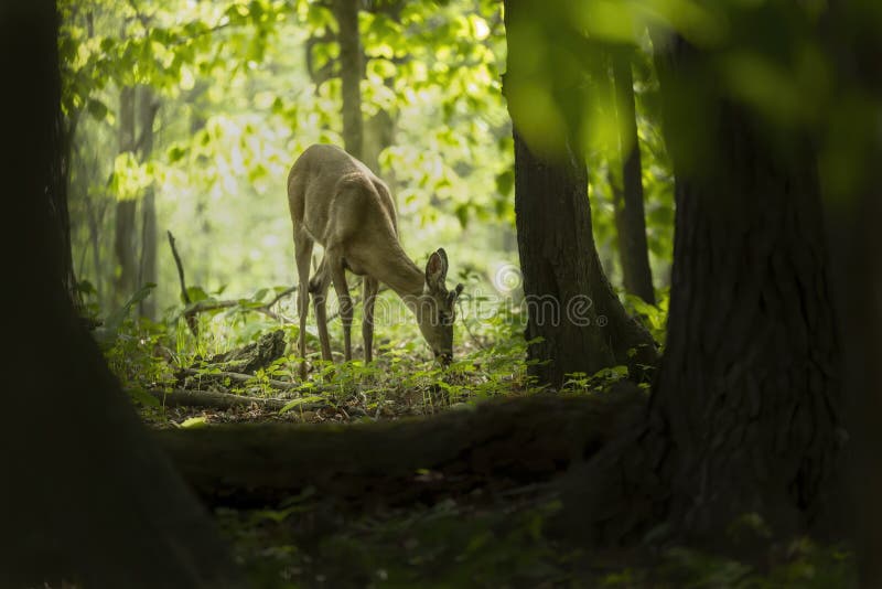 Deer. White-tailed Deer in the Spring Forest Stock Photo - Image of ...