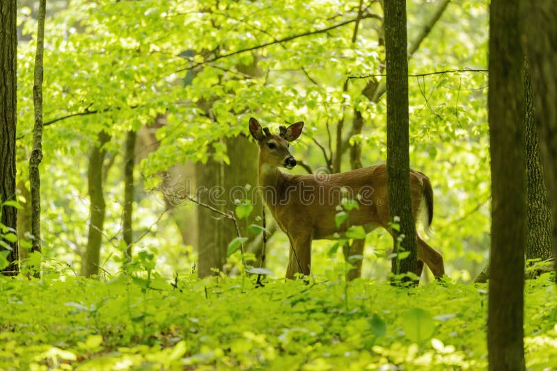 Deer. White-tailed Deer in the Spring Forest Stock Photo - Image of ...