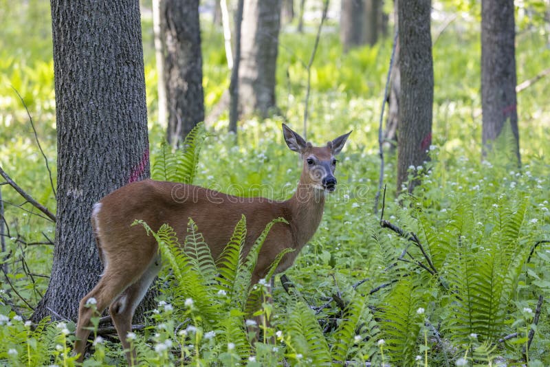 The White-tailed Deer or Virginia Deer in the Spring Forest Stock Photo ...