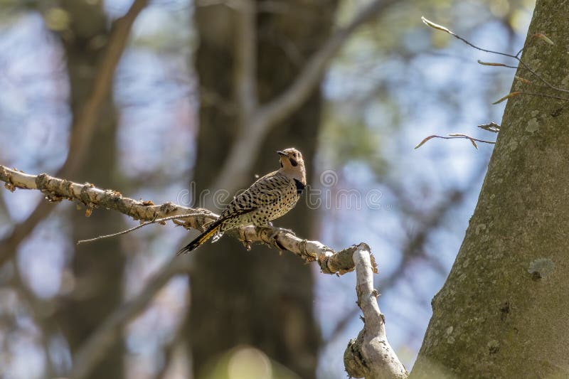 Bird. the Northern Flicker in Spring. Natural Scene from State Park of ...