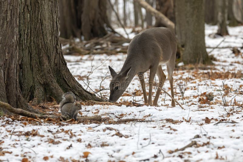 Eastern Gray Squirrel and White Tailed Deer in the Park. Stock Image ...