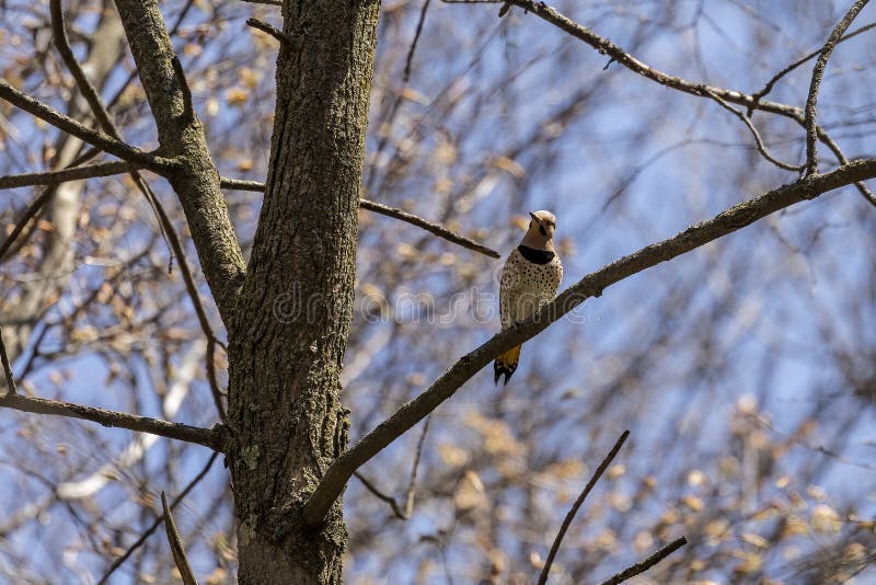 The Northern Flicker in the Spring during Breeding Time Stock Image ...