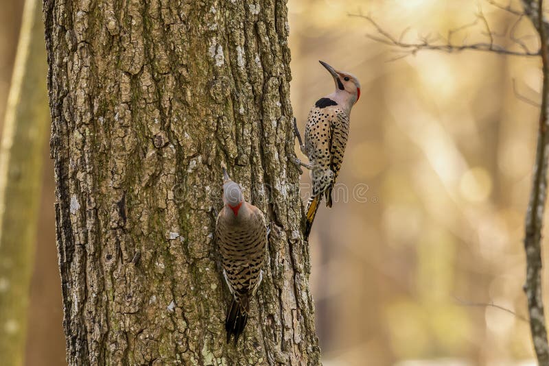 The Northern Flicker in the Spring during Breeding Time Stock Image ...