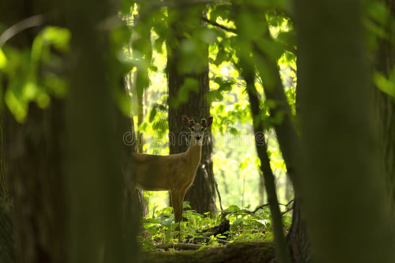 Young White Tail Deer in the Spring Forest. Stock Photo - Image of ...