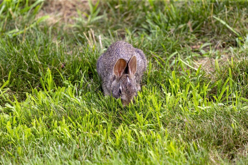 Young Wild Rabbit on Pasture Stock Image - Image of hunting, close ...