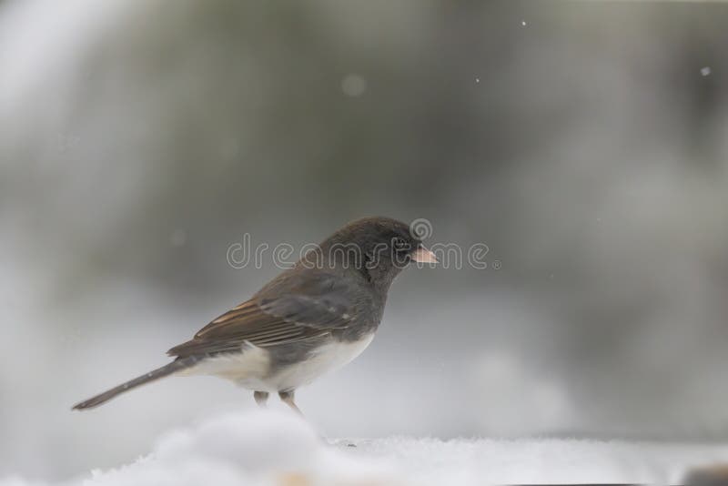 Dark Eyed Junco on Winter in Wisconsin Stock Photo - Image of migration ...