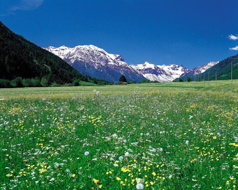 Natural Scenery stock image. Image of flower, blue, green - 765669