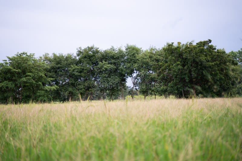 Natural Scenery, Big Trees, Rice Fields and White Sky Stock Image ...