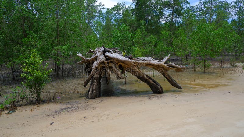 Natural Scenery of a Clean Sandy Beach and a Stranded Dead Tree Stock ...