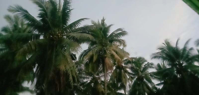 Natural Scenery of Coconut Trees at Dusk Stock Photo - Image of coconut ...