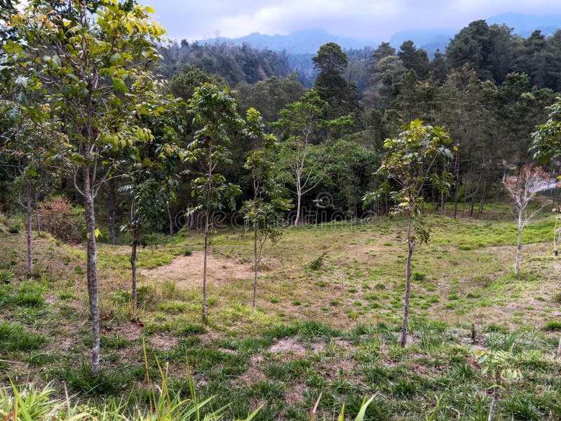 Natural Scenery on the Edge of a Lush Tropical Forest Stock Photo ...
