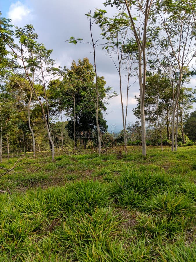 Natural Scenery on the Edge of a Lush Tropical Forest Stock Photo ...
