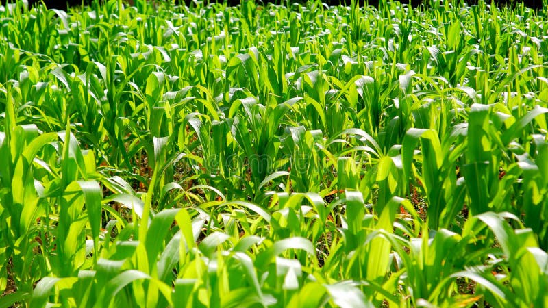 Natural Scenery Form Corn Field Stock Photos - Free & Royalty-Free ...