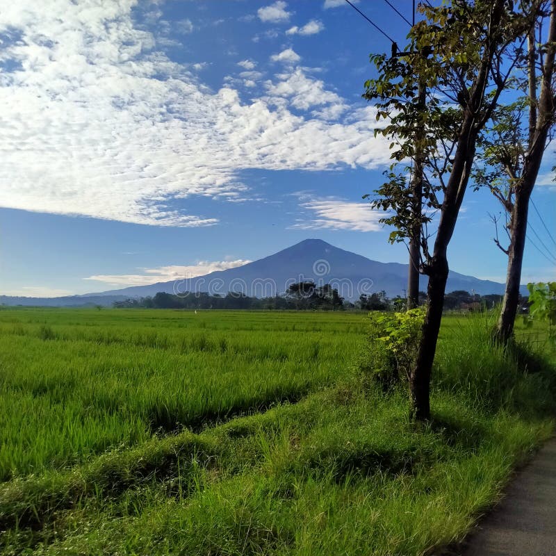 Natural Scenery in the Form of Mountains and Rice Fields Stock Photo ...