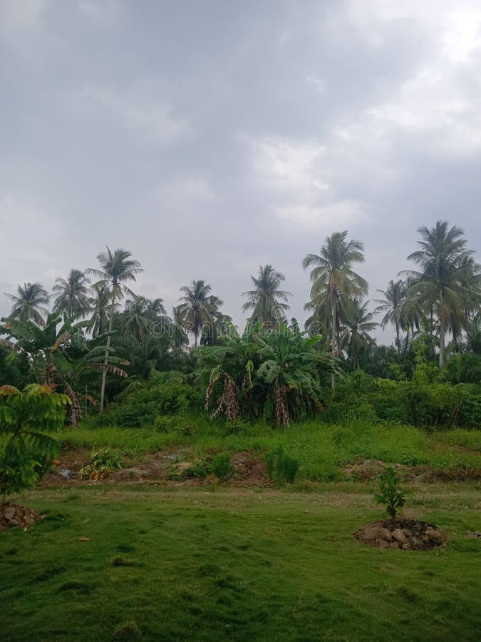 The Natural Scenery is Green and Beautiful, Truly Extraordinary Stock ...