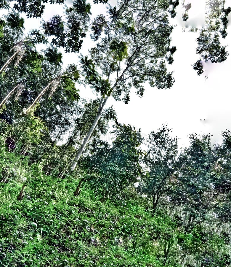 Natural Scenery Green Forest Kalimantan Island Stock Image - Image of ...