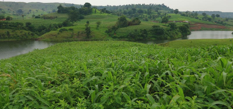 Natural Scenery in Greenery, Wallpaper Stock Image - Image of back ...