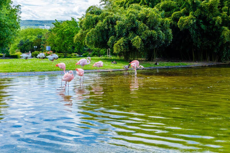 Natural Scenery on Lake with Fountain and Spring Trees Stock Image ...