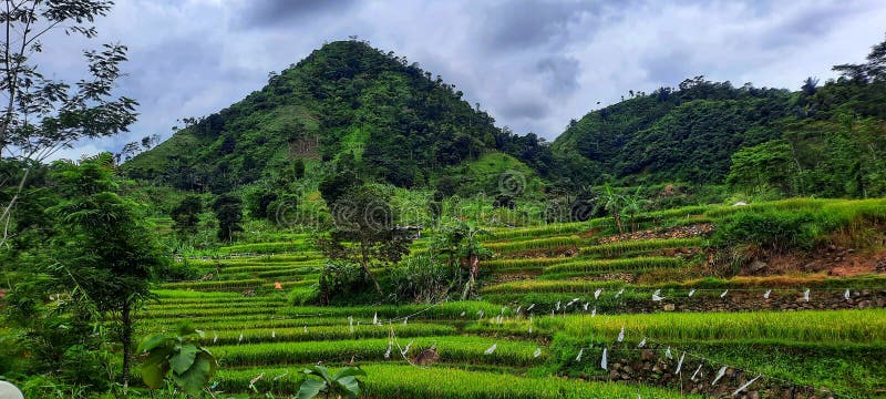 Natural Scenery of Mountains Decorated with Terraced Rice Fields Stock ...