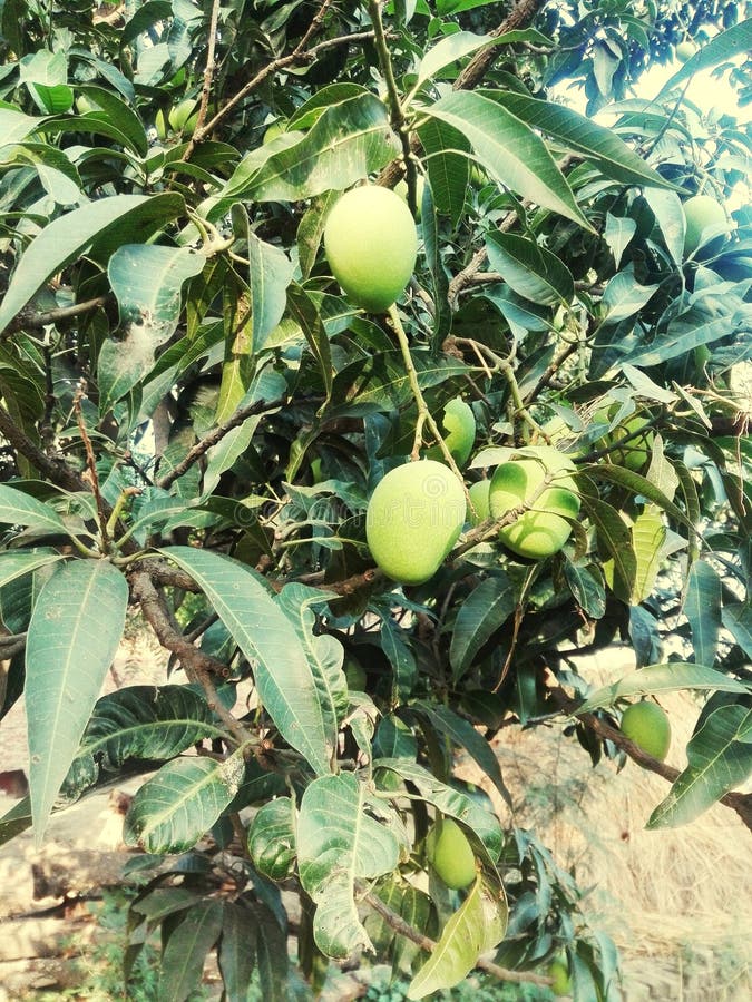 Natural scenery Raw mango stock image. Image of branch - 183809741