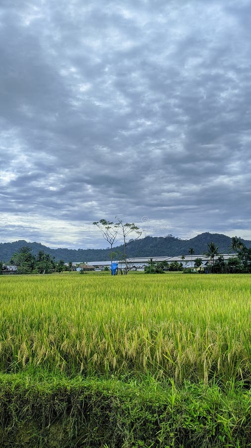 Natural Scenery, Rice Fields Accompanying Lonely Trees Stock Image ...